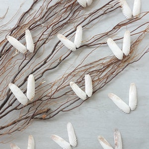 12 Single Pcs. False Angel Wing Seashell 1 1/21 - Etsy