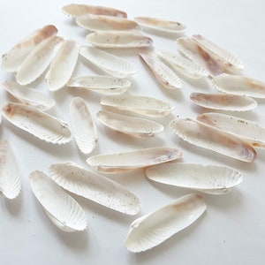 12 Single Pcs. False Angel Wing Seashell 1 1/21 - Etsy