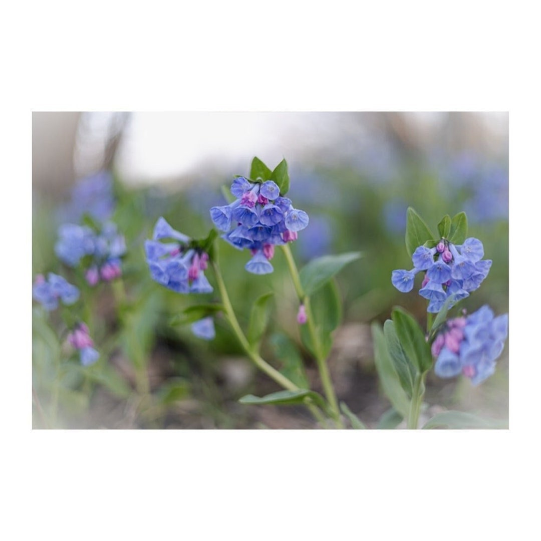 Flower Jigsaw Puzzle | Spring Puzzle | Beautiful Blue Bells Puzzle - Etsy