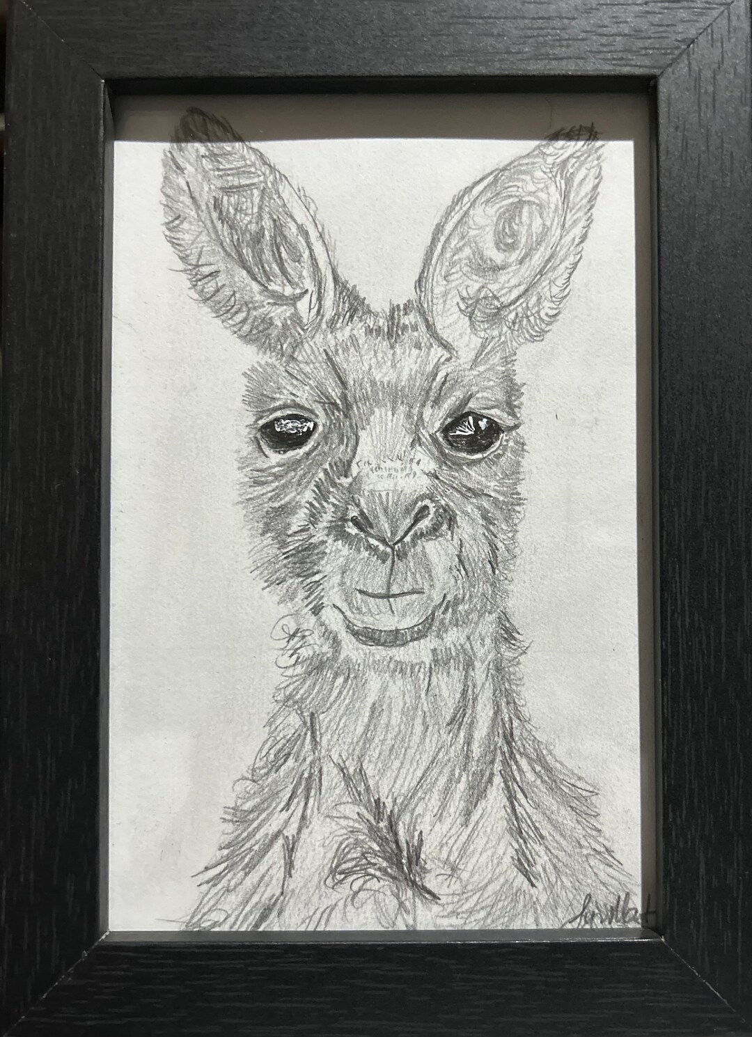 Eastern Grey Kangaroo Pencil Sketch - Etsy