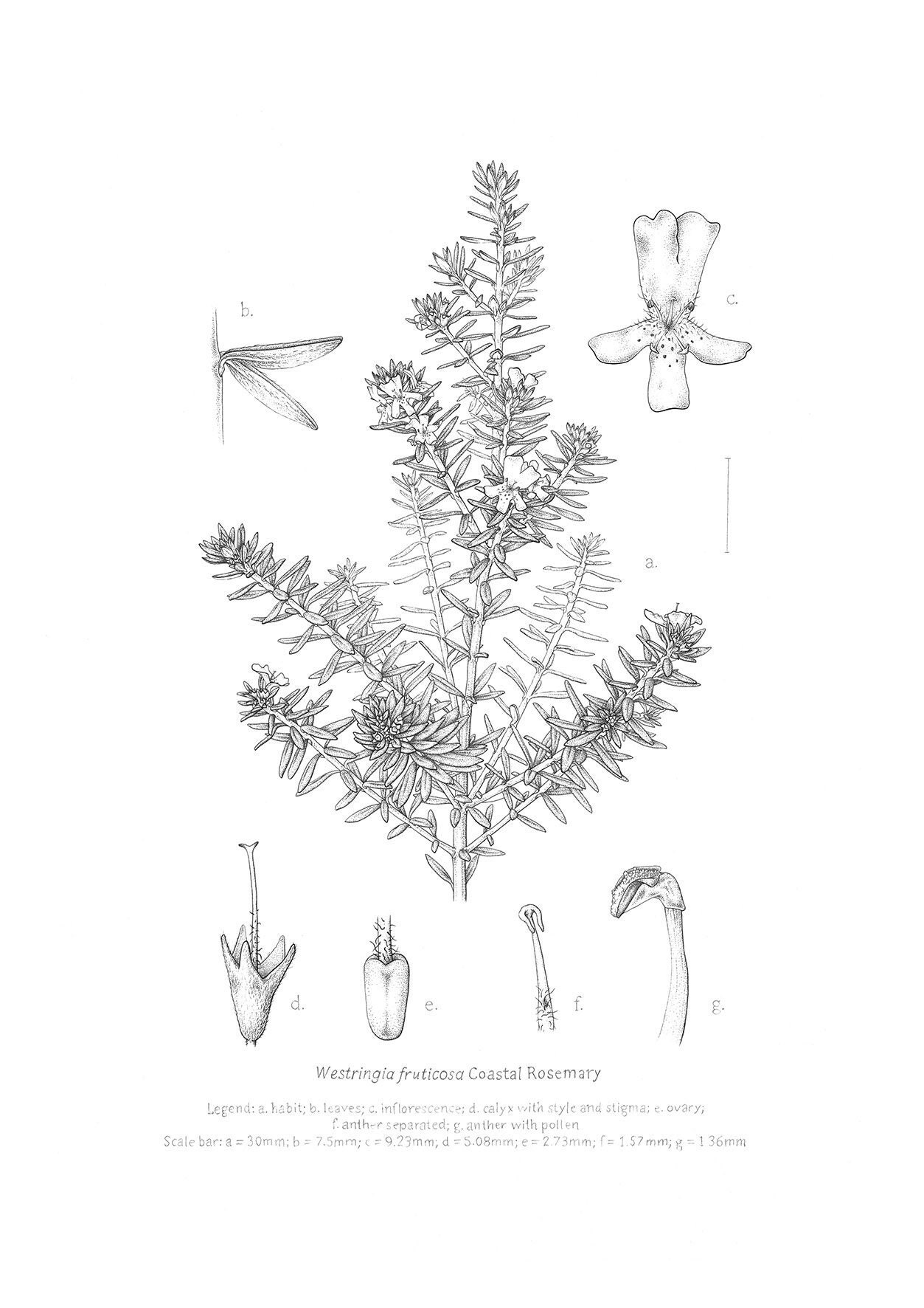 WESTRINGIA FRUTICOSA - Coastal Rosemary - Etsy