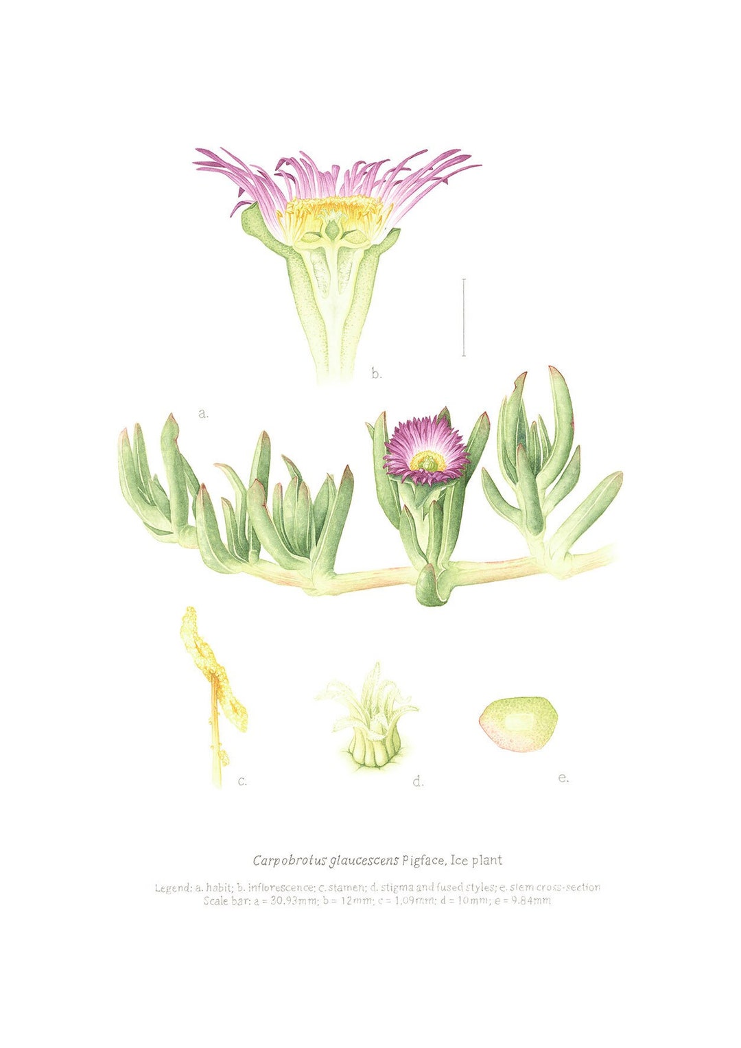 CARPOBROTUS GLAUCESCENS - Pig Face - Etsy