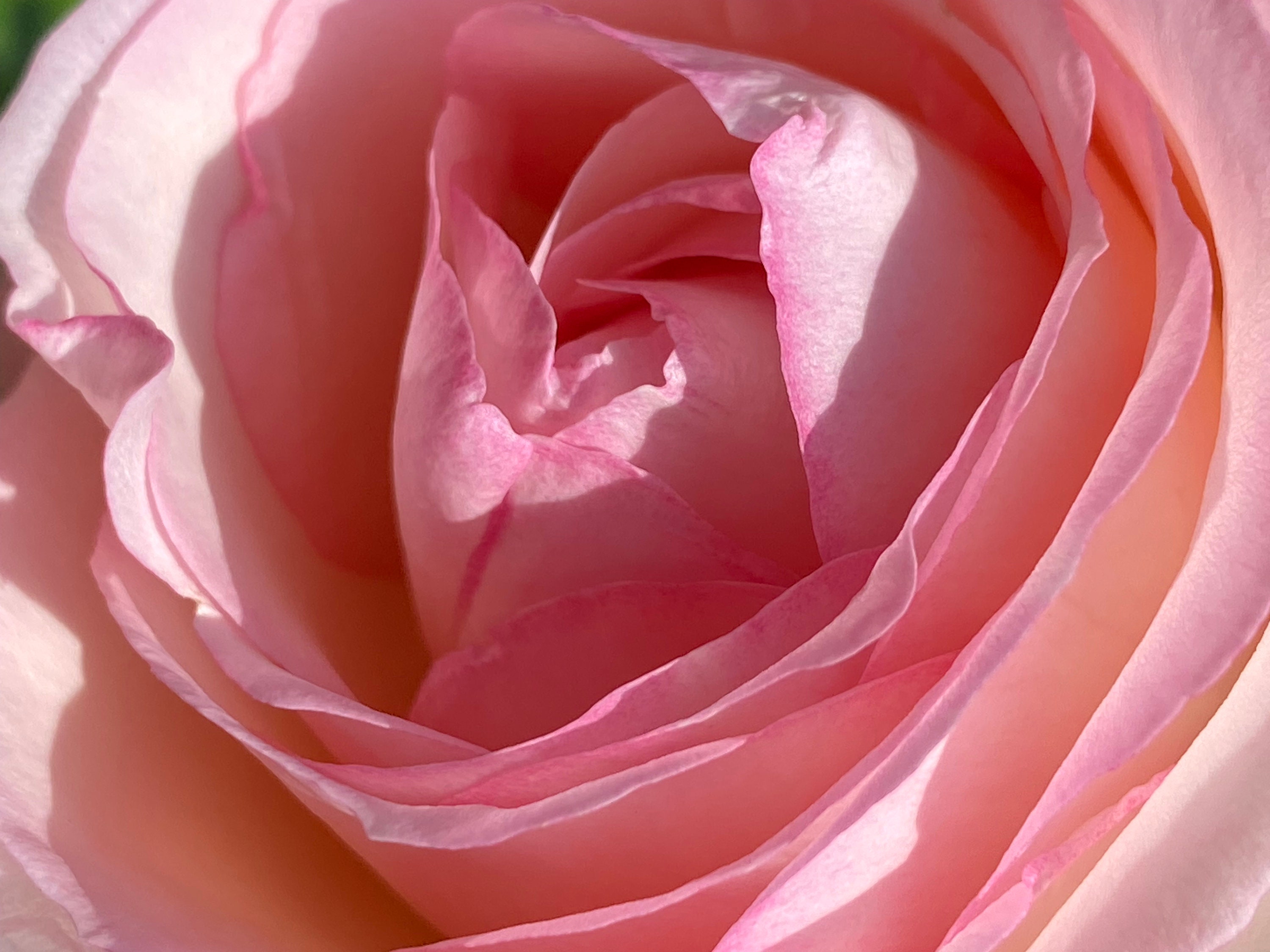 Rose Flower Color Rose Color Sample Flower - Etsy