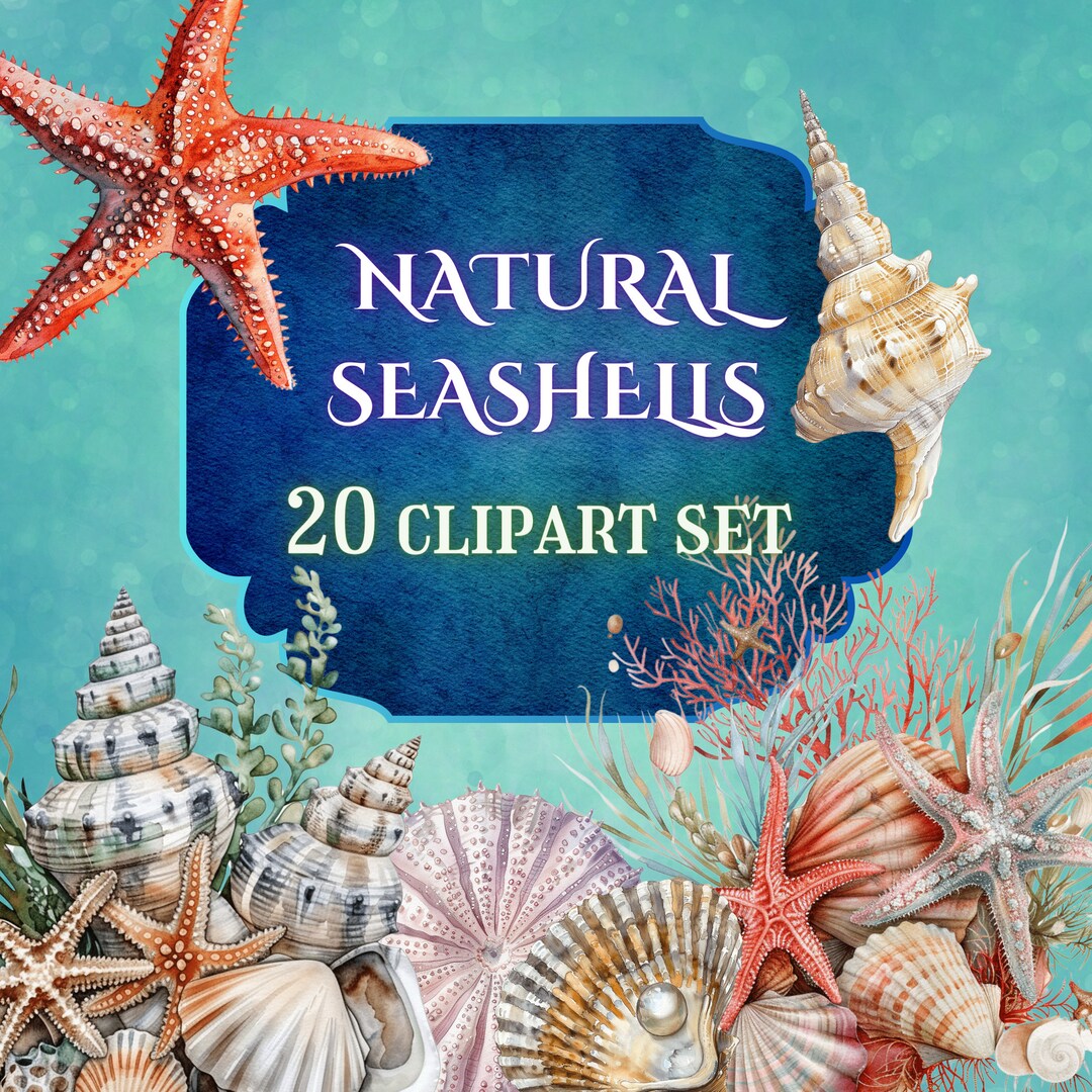 Watercolor Seashell Clipart Set // Marine Transparent PNG Clipart ...