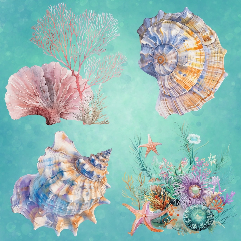 Pastel Seashell Clipart Set, Watercolor Ocean PNG (digital Download) - Etsy