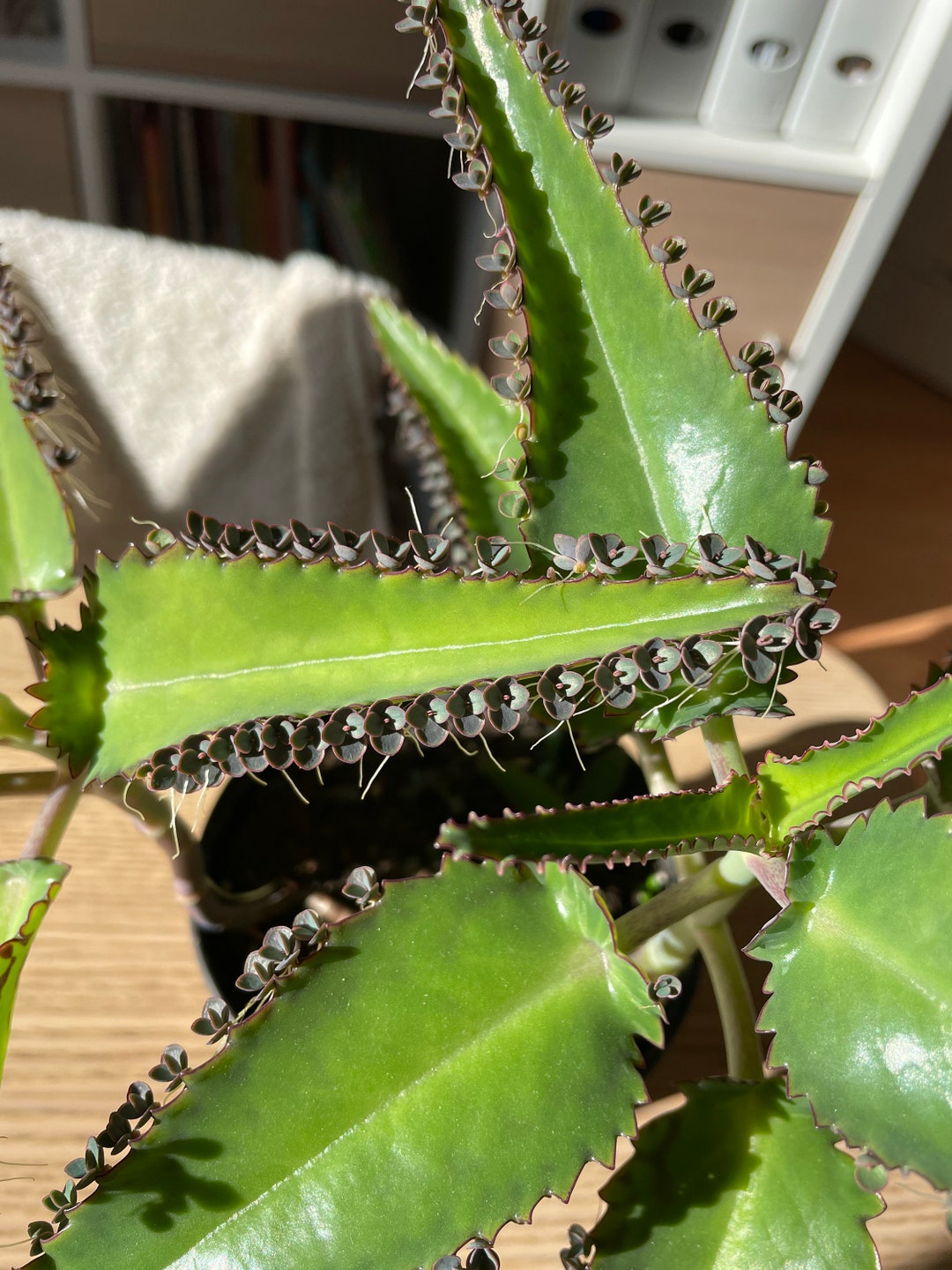 15 Mother of Thousands Kalanchoe Daigremontiana (alligator Plant/davils ...