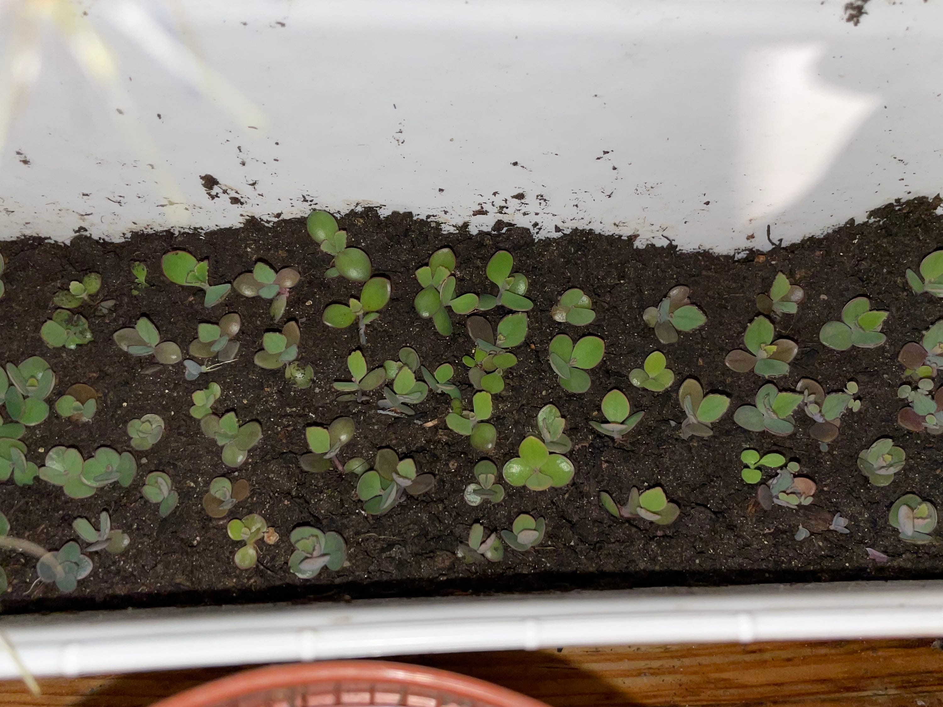 15 Mother of Thousands Kalanchoe Daigremontiana (alligator Plant/davils ...