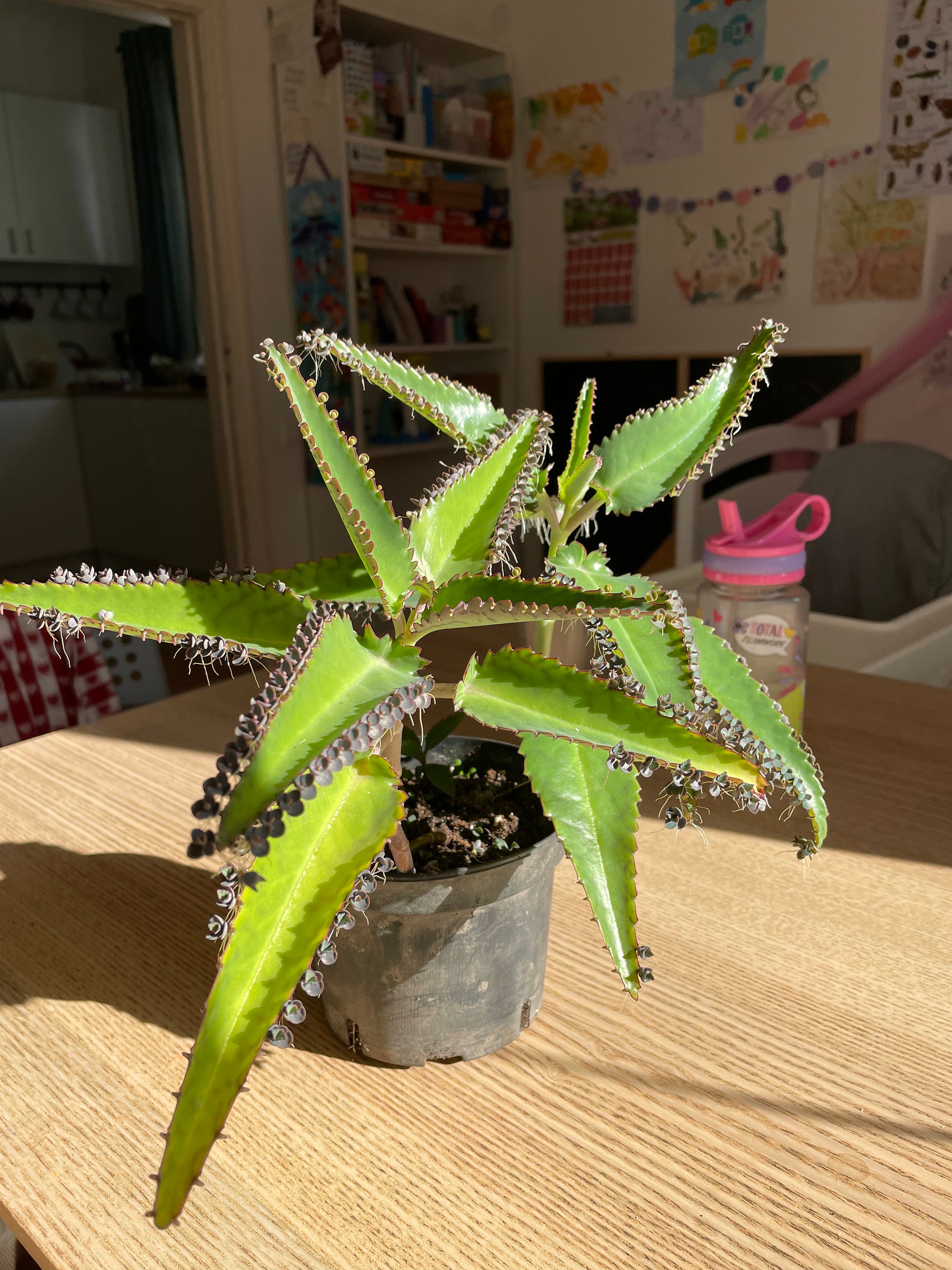 15 Mother of Thousands Kalanchoe Daigremontiana (alligator Plant/davils ...