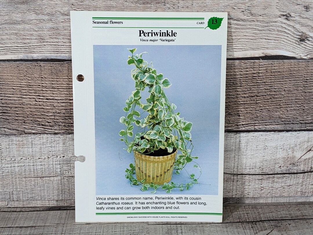 Periwinkle Card 13 Success With House Plants 1985 Single - Etsy