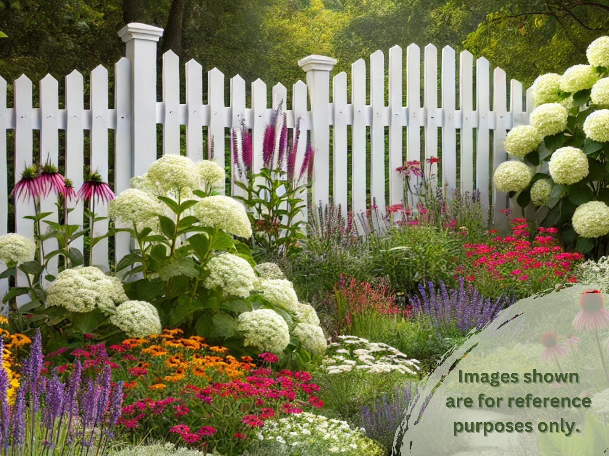 Hydrangea Garden Design Plan: Zones 4-8, Front Yard Landscape Deisgn ...