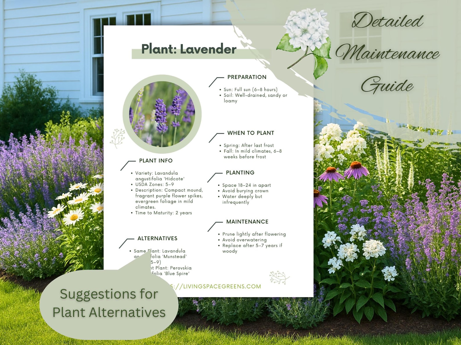 Full Sun Cottage Garden Plan: Lavender, Purple & White (digital ...