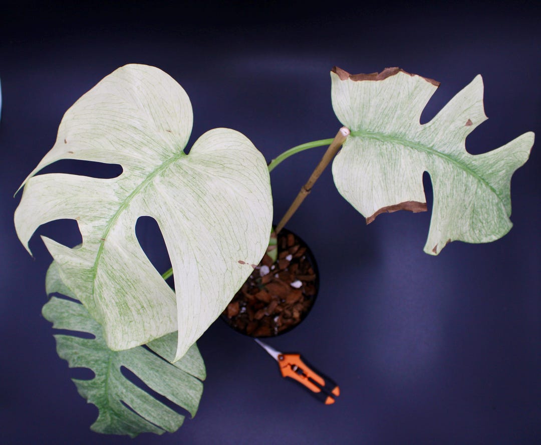 Monstera Full Mint - Etsy