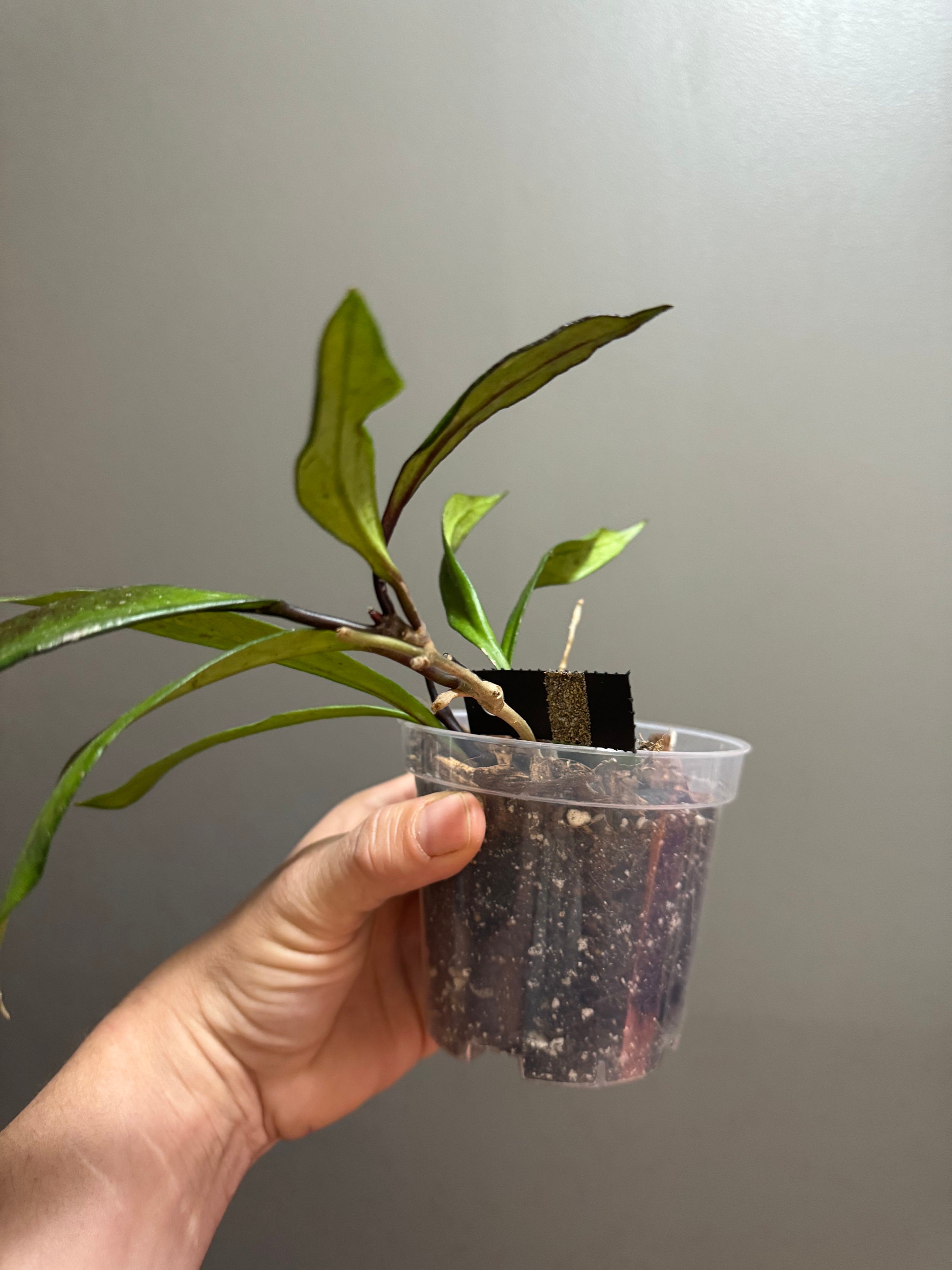 Hoya Pubicalyx black Dragon - Etsy