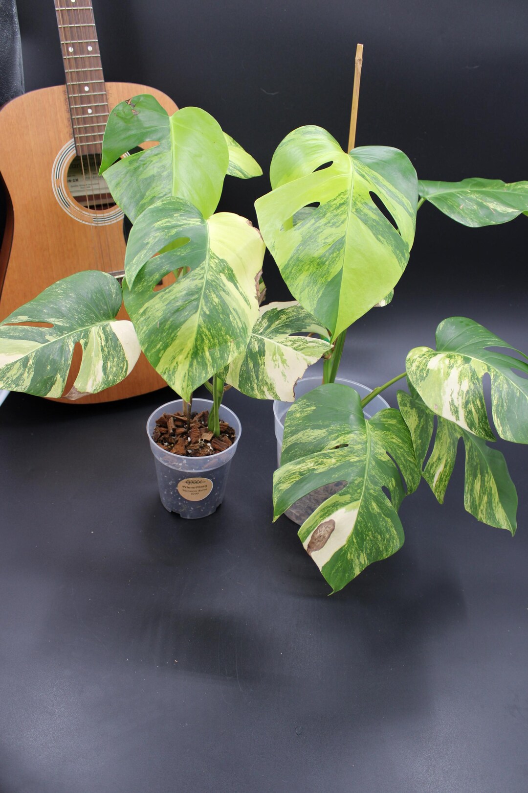 Monstera Aurea - Etsy