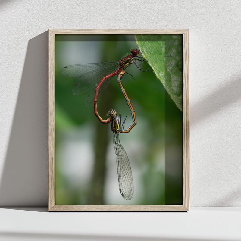 Mating - Etsy