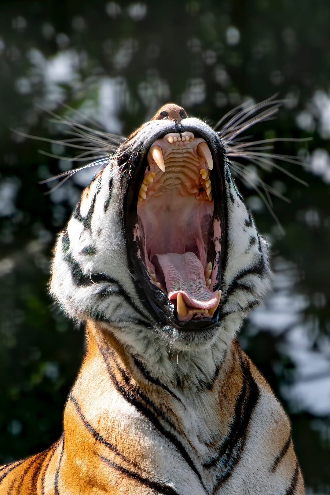 Majestic Tiger Roaring Showing Fangs Digital Image, Wildlife ...
