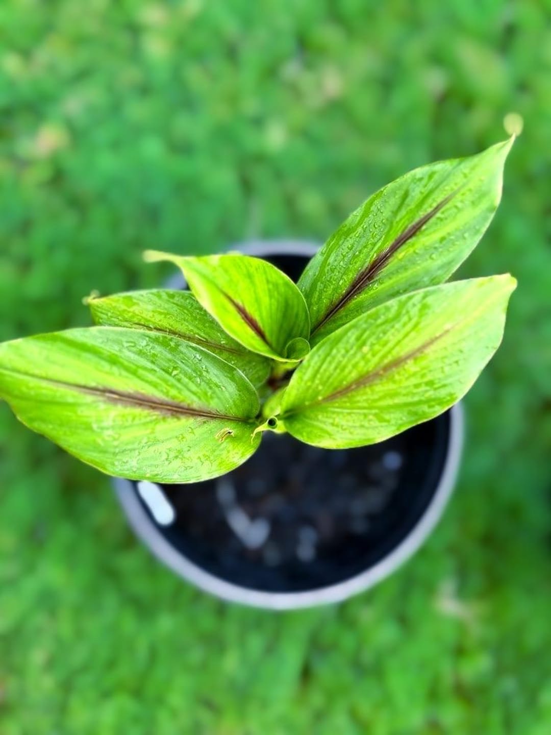Rare Black/blue Turmeric Plants, Healthy Kaali Haldi ORGANIC Plant ...