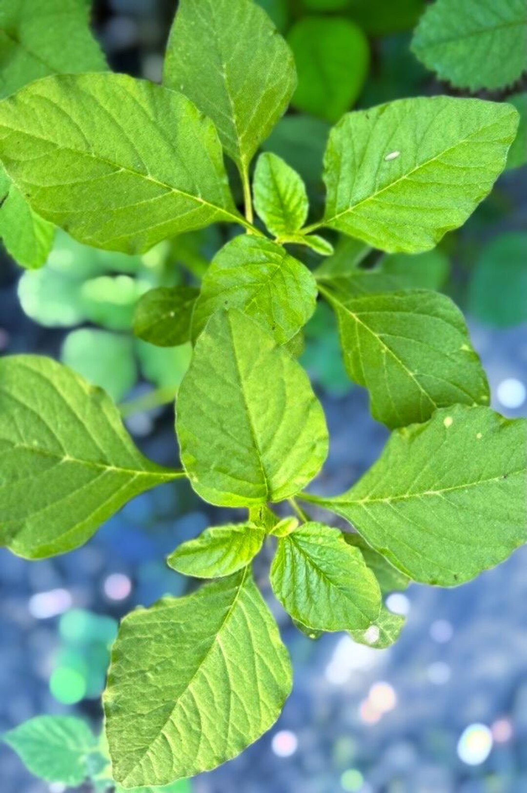 Organic Amaranthus/ Thotakura Seeds Non-gmo for Sprouting, Planting ...