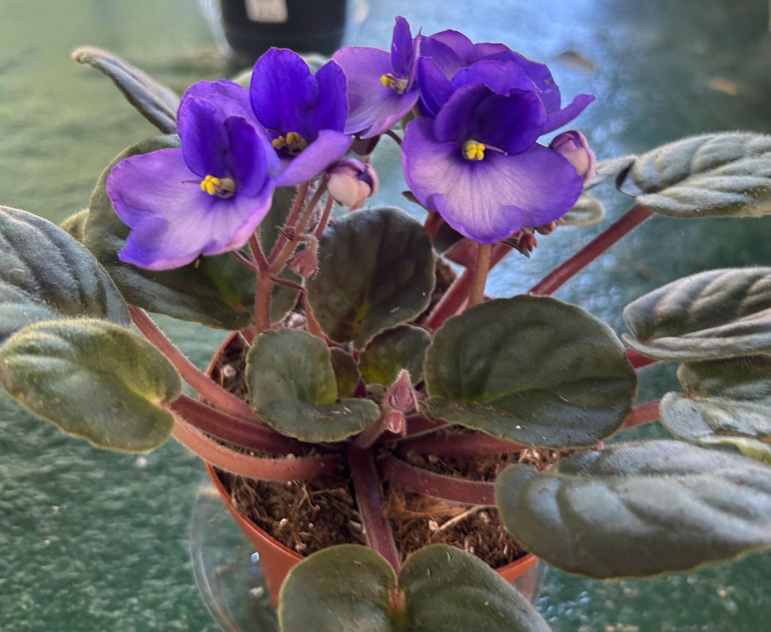 African Violet Mini Plants for Sale Blue/pink/voilet 4inch Pots Free ...