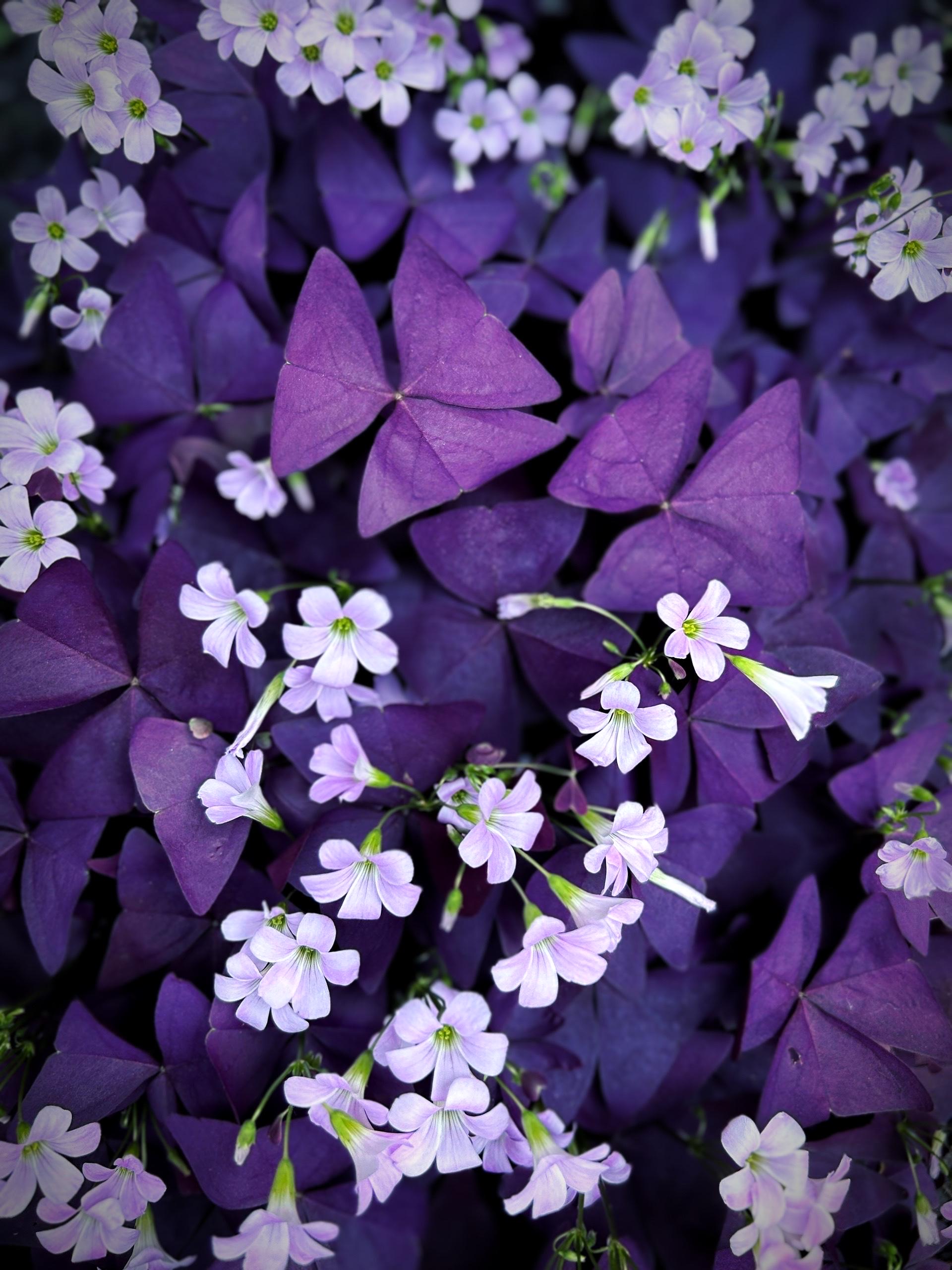 Purple Shamrock Plant, Oxalis Triangularis, Lucky Love Plant, Oxalis ...