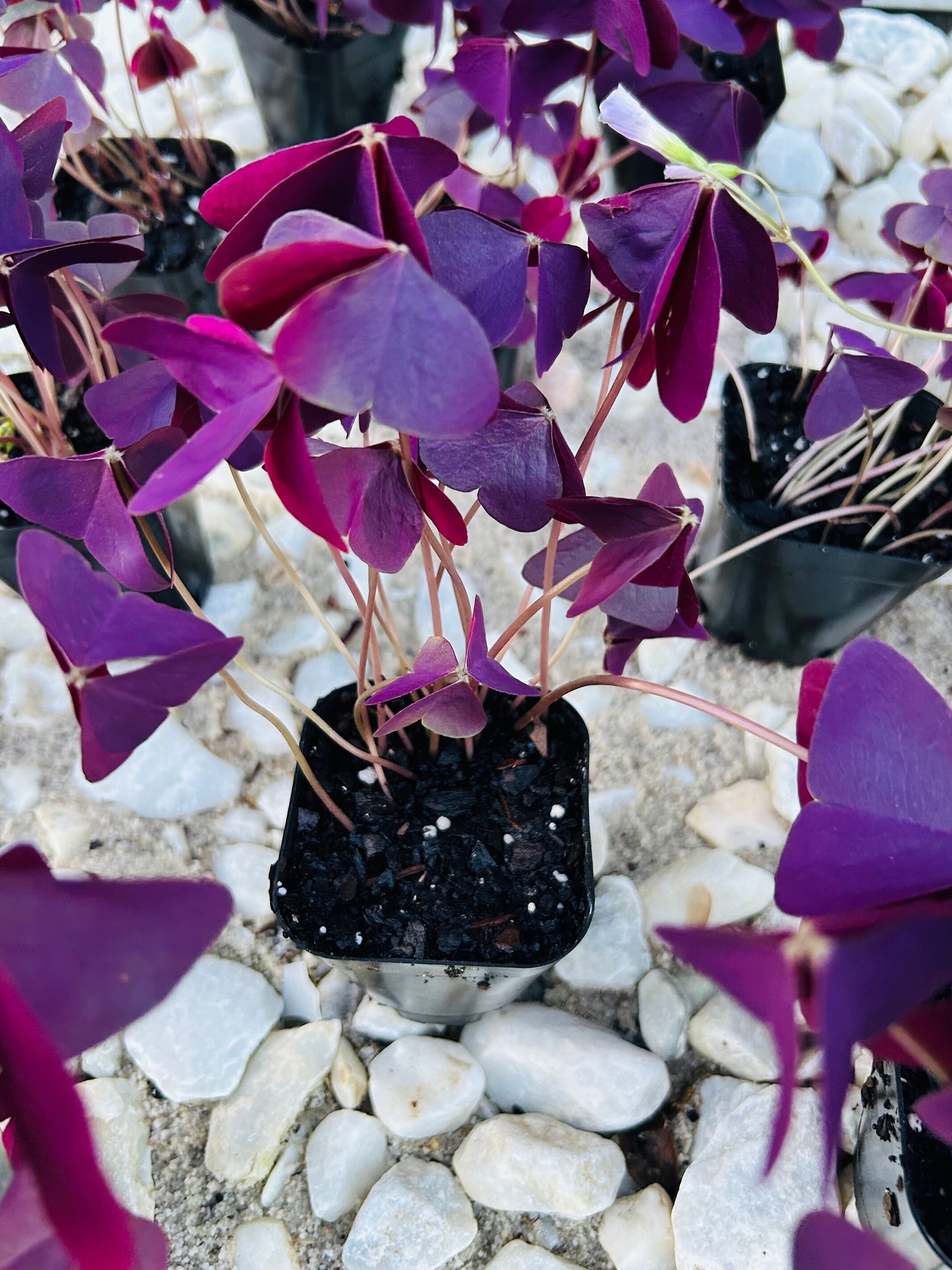 Purple Shamrock Plant, Oxalis Triangularis, Lucky Love Plant, Oxalis ...