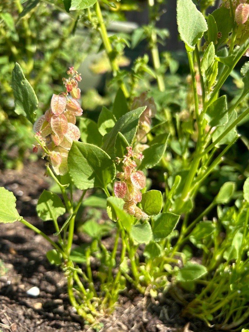 Organic Chukkakura/khatta Palak/chukka Keerai/ 30 Seeds *** Free ...