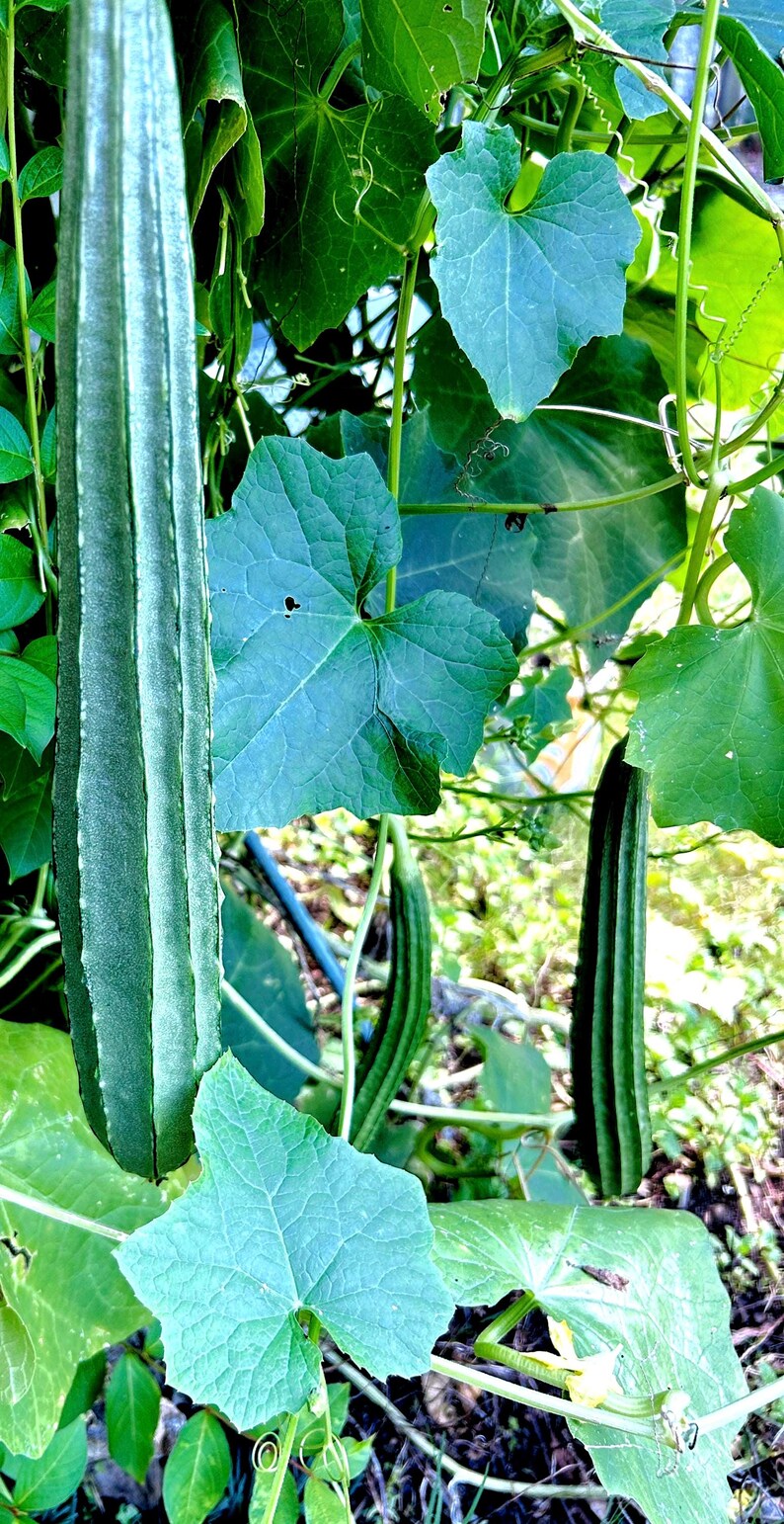 Organic Indian Ridge Gourd Seeds/ Peerkangai/turai/beerakaya/jhinge ...