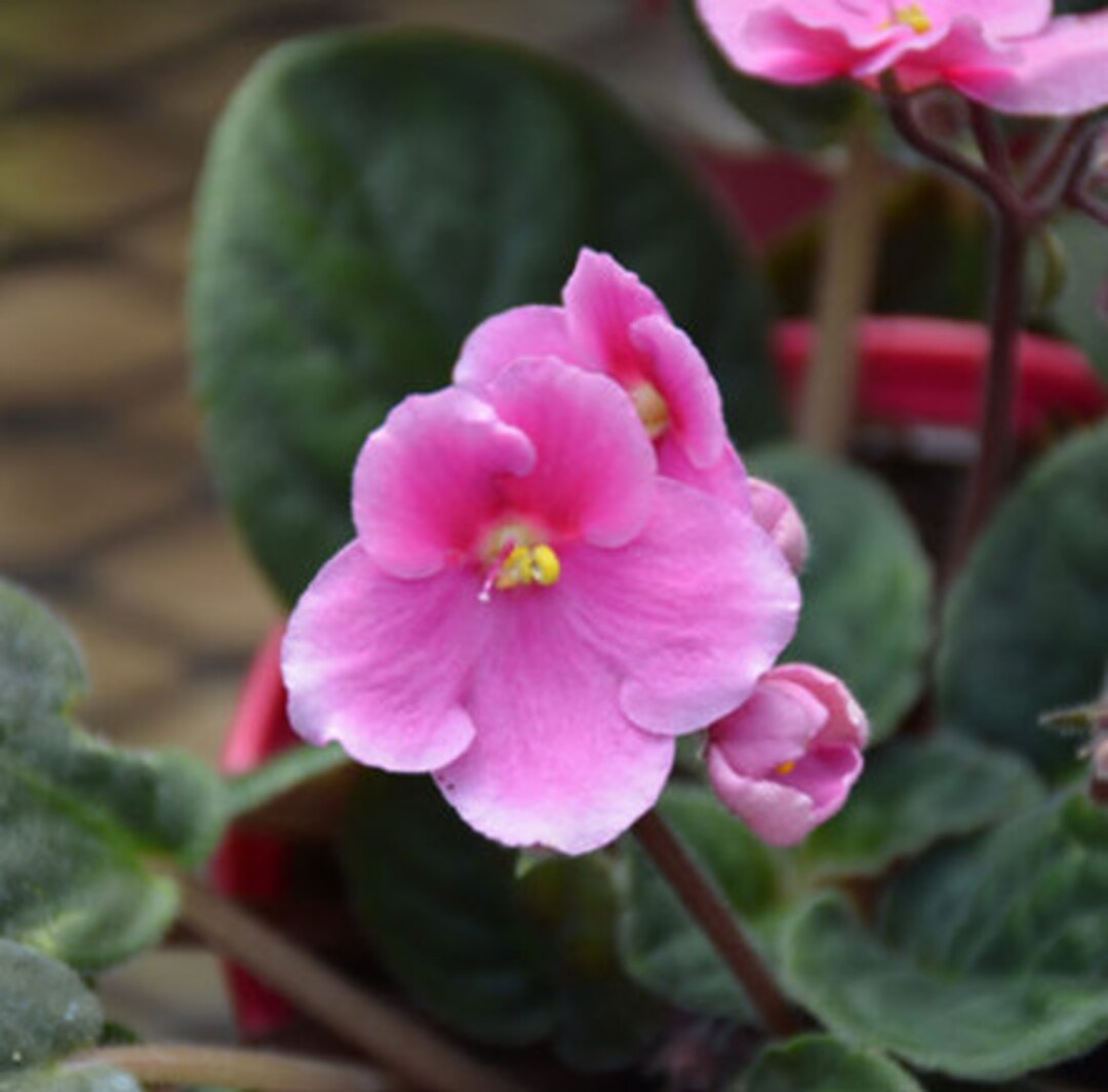 African Violet Mini Plants for Sale Blue/pink/voilet 4inch Pots - Etsy