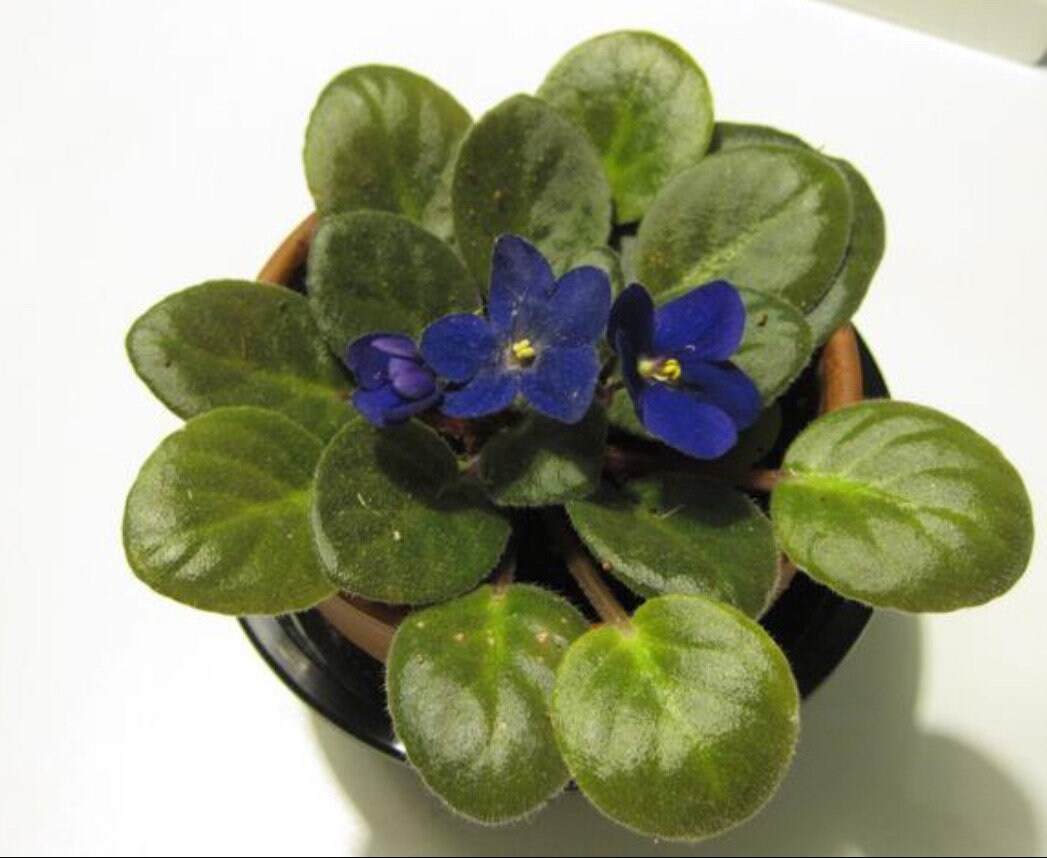 African Violet Mini Plants for Sale Blue/pink/voilet 4inch Pots - Etsy