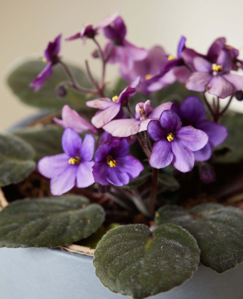 African Violet Mini Plants for Sale Blue/pink/voilet 4inch Pots - Etsy