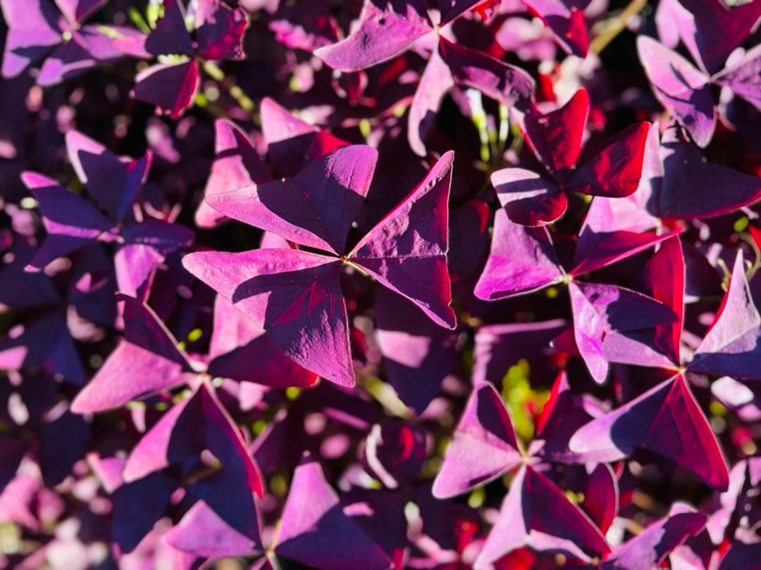 Purple Shamrock Plant, Oxalis Triangularis, Lucky Love Plant, Oxalis ...