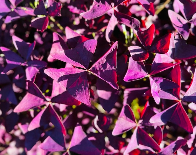 Purple Shamrock Bulbs! ~ Oxalis Triangularis ~ Easy to Grow ~ Thrives ...