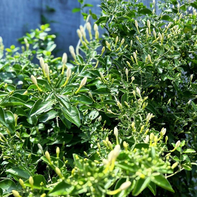 Jasmine Plant - Etsy