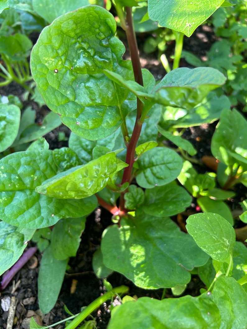 Malabar Red Stem Spinach Starter Plant(basale Soppu, Pasala Keerai ...