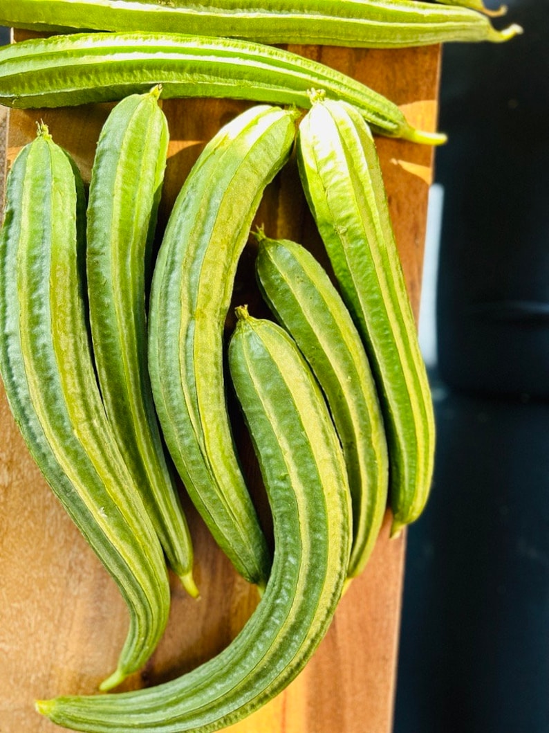 Organic Indian Ridge Gourd Seeds/ Peerkangai/turai/beerakaya/jhinge ...