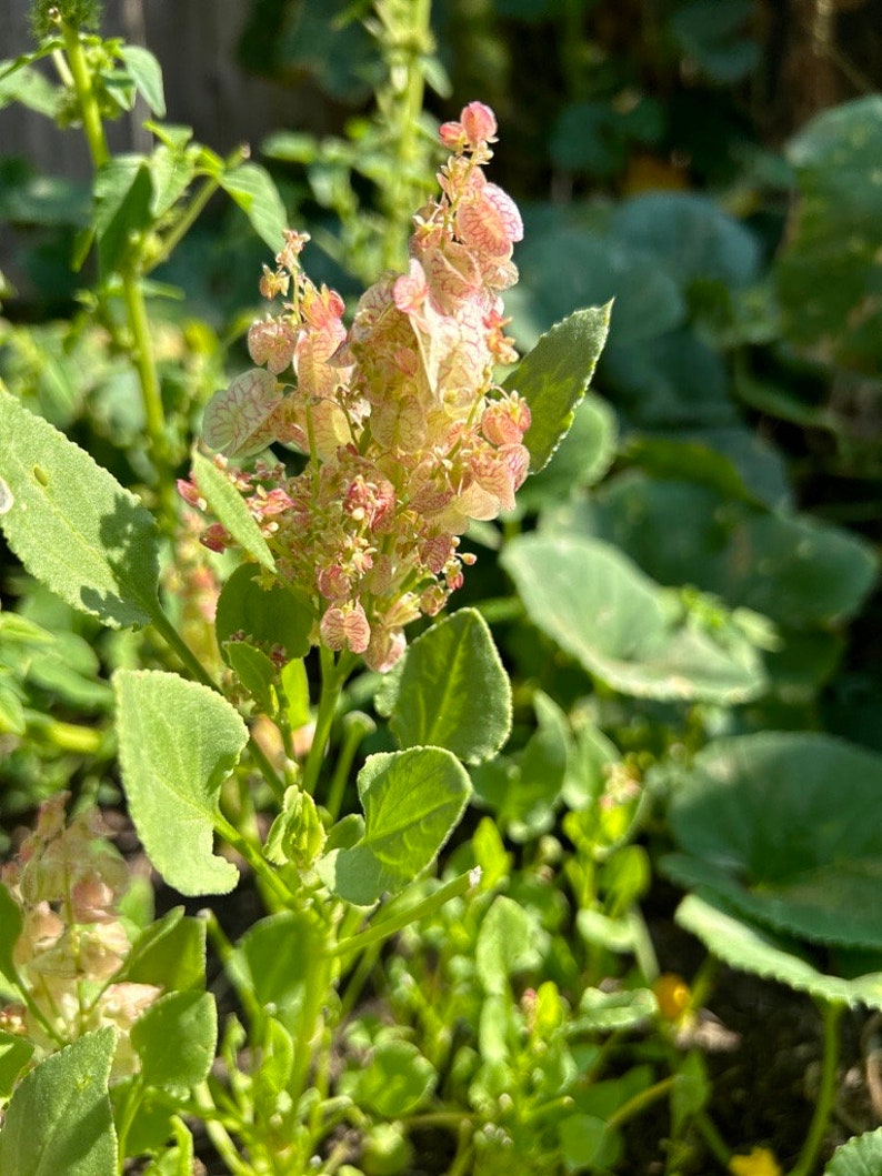 Organic Chukkakura/khatta Palak/chukka Keerai/ 30 Seeds *** Free ...