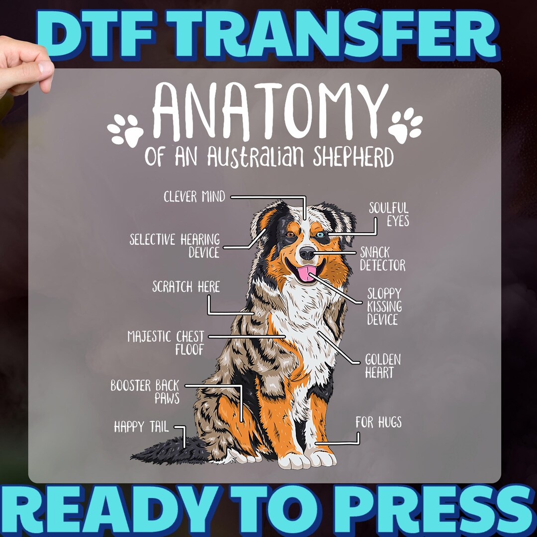 Australian Shepherd Anatomy DTF Transfer: Dog Lover T-shirt Iron-on - Etsy