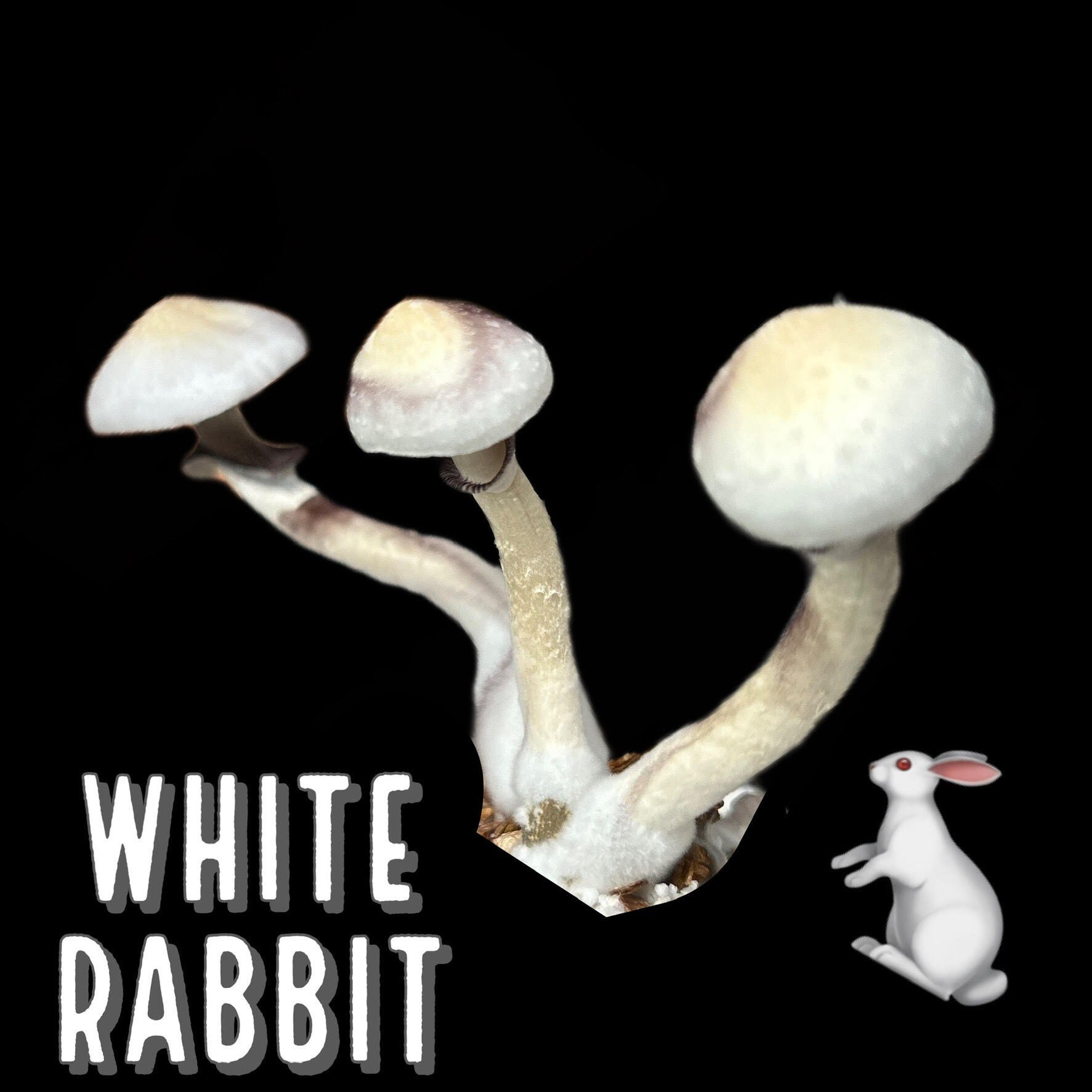 Mushroom LC Spore Syringe White Rabbit Cube - Etsy
