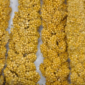 Handpicked Organic Golden Millet Sprays | Hamstereatery's Small Pet ...