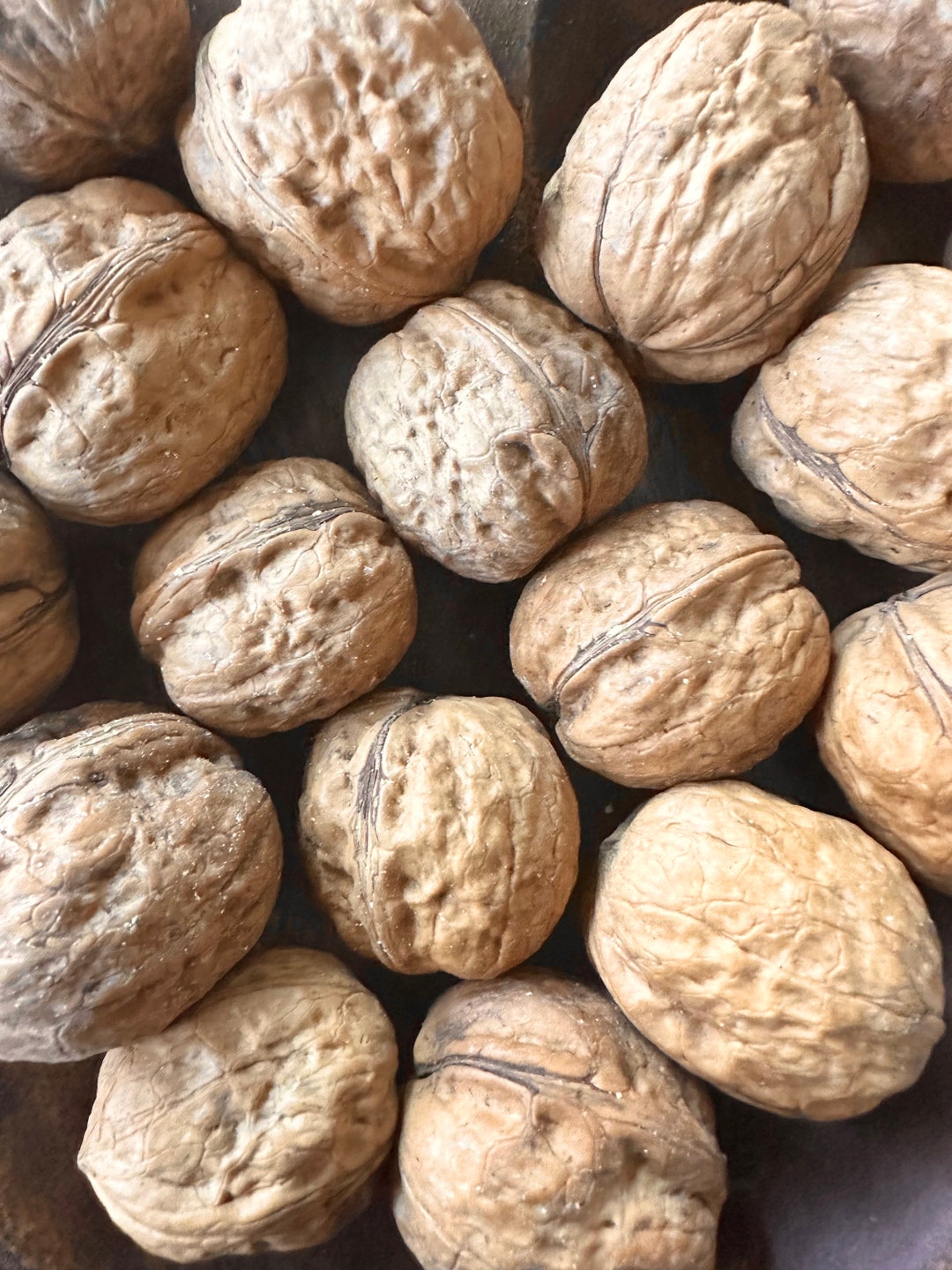 Walnuts in Shell for Small Animals Suitable for Hamsters, Gerbils ...