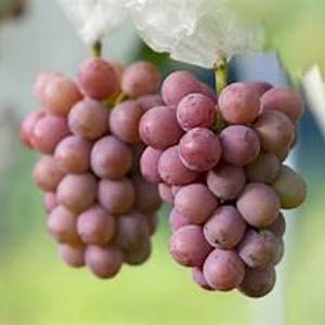 Japanese Queen Nina Grape Plant (bare Root) - Etsy