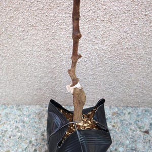 Japanese Ruby Roman Grape Plant (bare Root) - Etsy