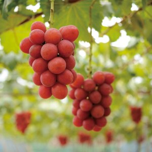Japanese Ruby Roman Grape Plant - Etsy Canada