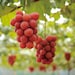 Japanese Ruby Roman Grape Plant - Etsy Canada