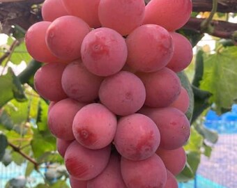 Japanese Queen Seven Grape Plant (bare Root) - Etsy