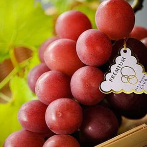 Japanese Ruby Roman Grape Plant (bare Root) - Etsy