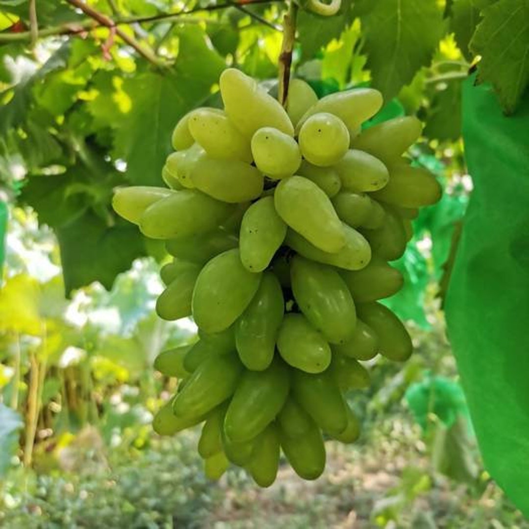 Japanese Gold Finger Grape Plant (bare Root) - Etsy