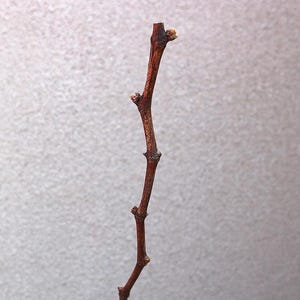 Japanese Gold Finger Grape Plant (bare Root) - Etsy
