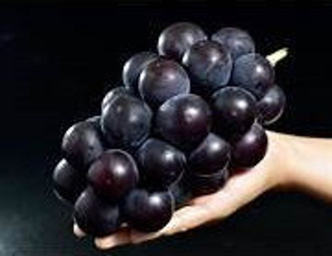 Japanese Fujiminori / Ping Pong Grape Plant (bare Root) - Etsy