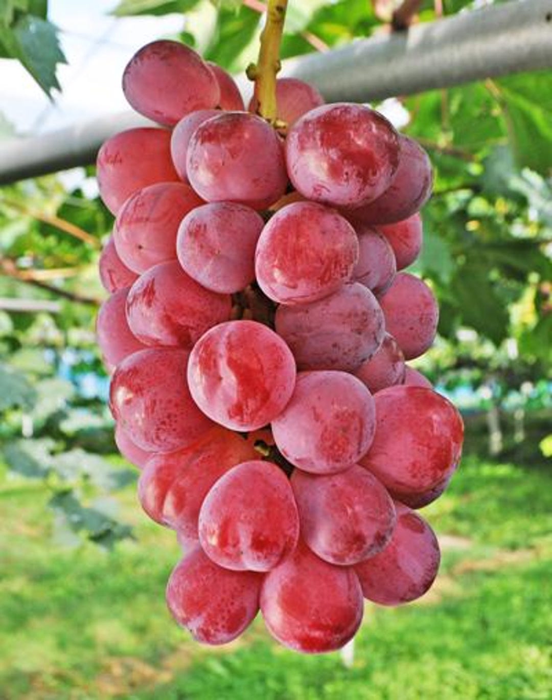 Japanese Violet King Grape Plant (bare Root) - Etsy